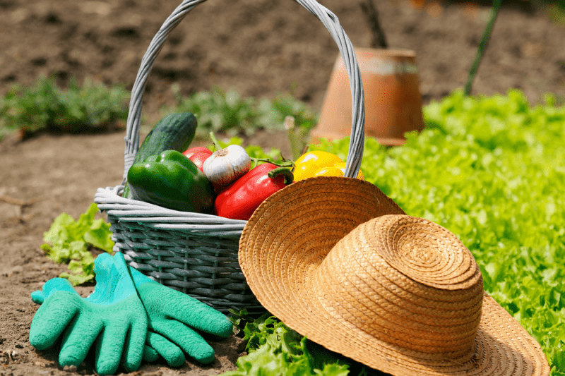 Ideas for starting a vegetable garden on the cheap